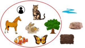 What Is Biocentrism? - Environmental Ethics