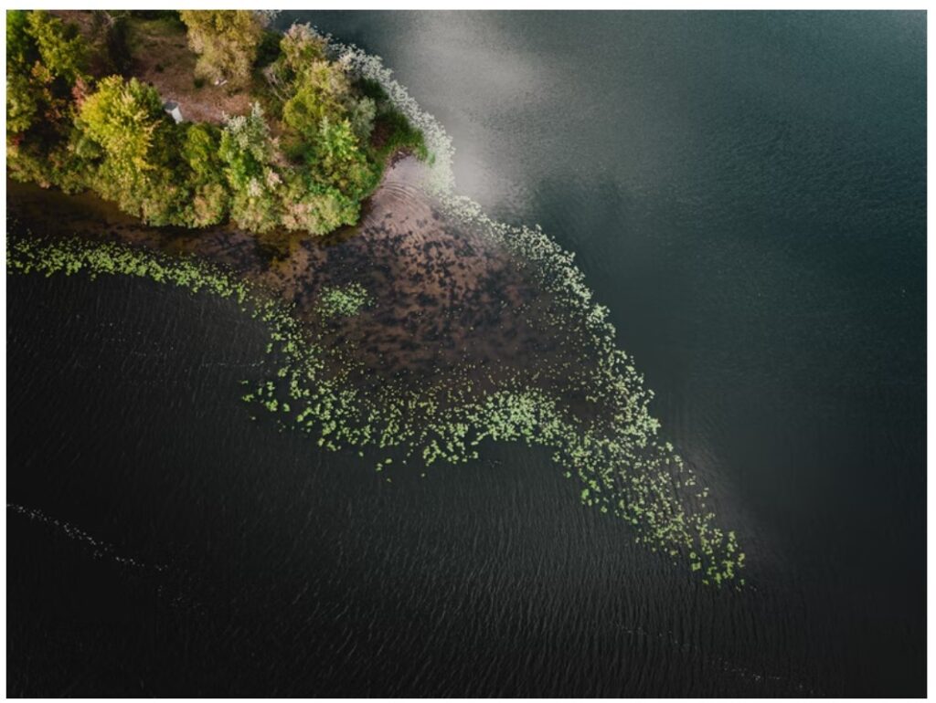 What Is Ecocentrism In Environmental Ethics? - Environmental Ethics